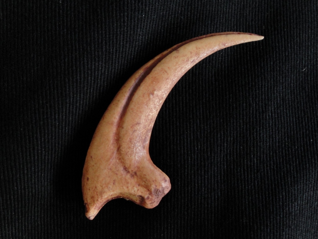 Giant Ground Sloth Claw - Gaston Design, Inc.