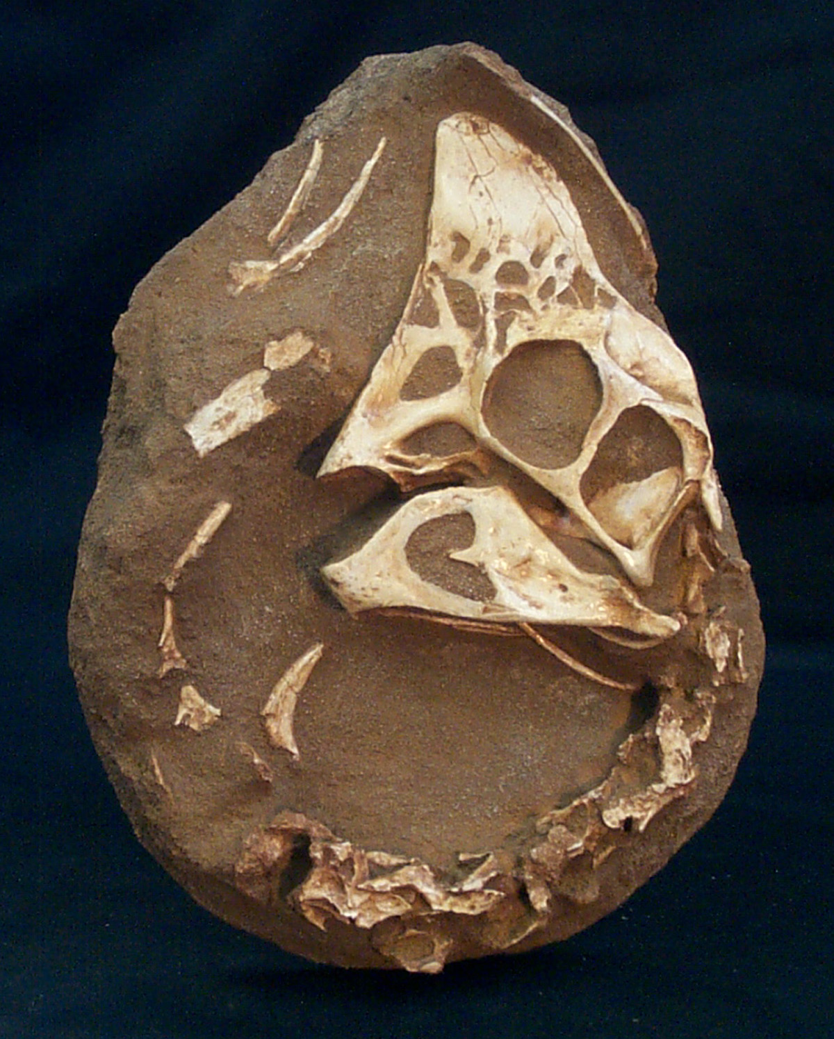 Small Tarbosaurus Skull - Gaston Design, Inc.