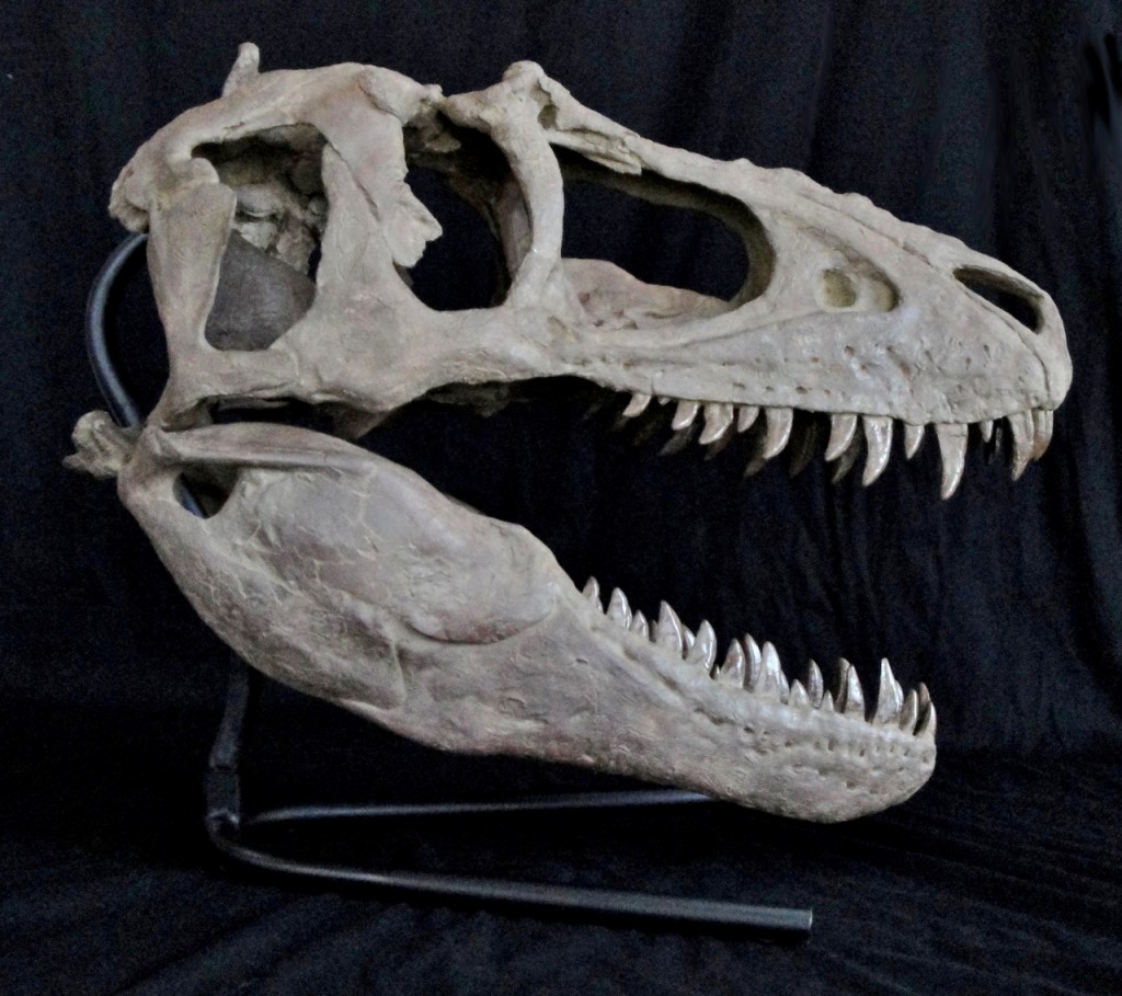 Dinosaur Skulls - Gaston Design, Inc.