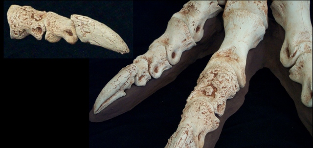 Dinosaur Articulations - Gaston Design, Inc.