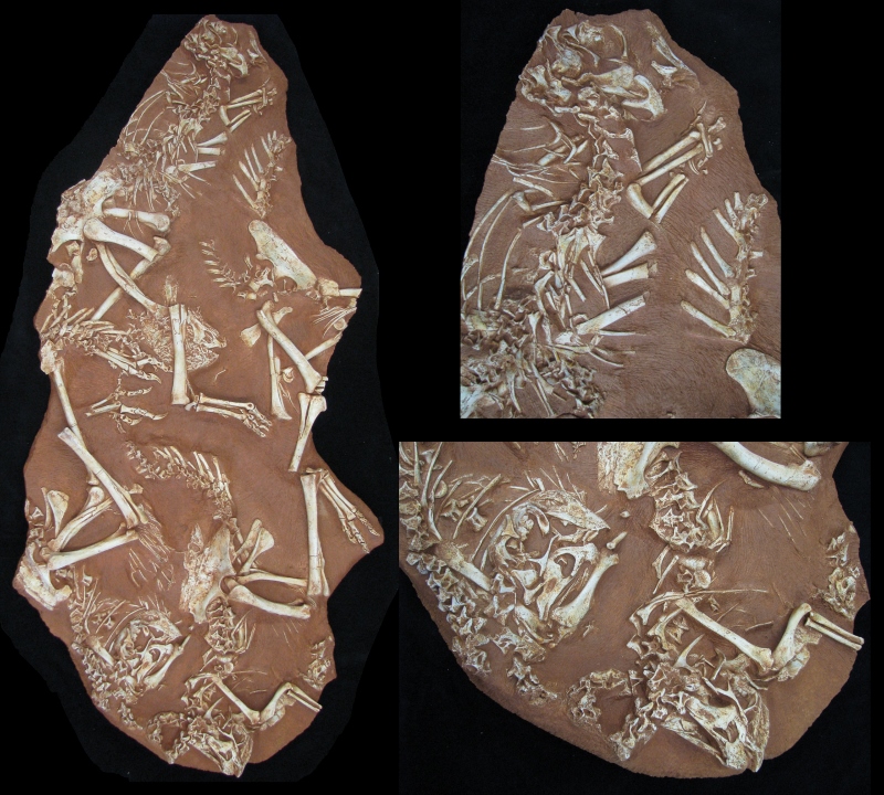 Dinosaur Skeletons - Gaston Design, Inc.