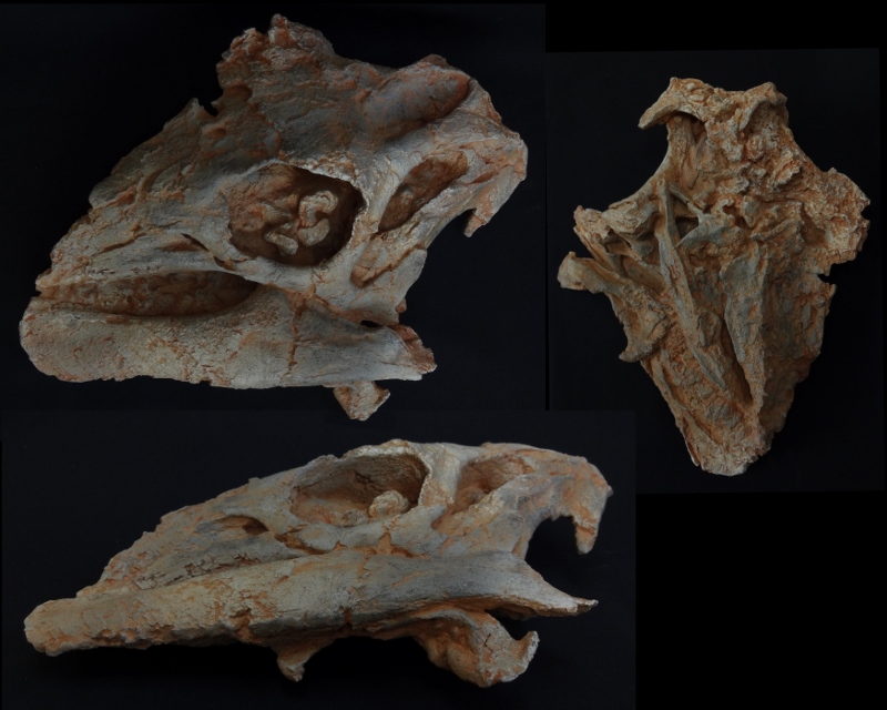 Dinosaur Skulls - Gaston Design, Inc.