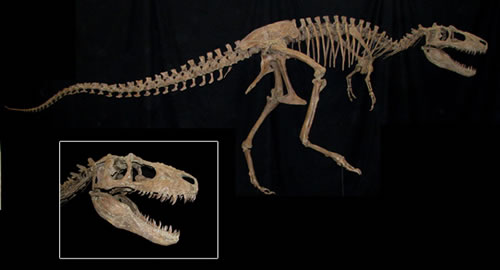 Dinosaur Skeletons - Gaston Design, Inc.