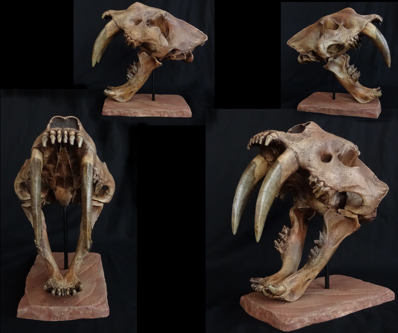 Smilodon populator