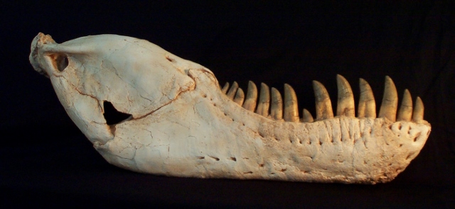 Dinosaur Parts - Gaston Design, Inc.